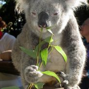 Steam Community :: Group :: Koalas Are Stoners