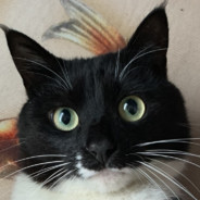 Steam Community :: Negan