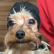 Steam Community :: Soduh