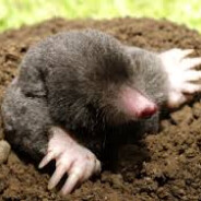 Steam Community :: mole-lester fanclub member