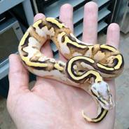 Steam Community :: Group :: Ball Pythons