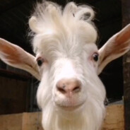 Steam Community :: G.O.A.T