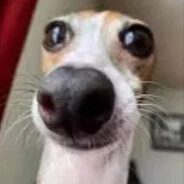 Steam Community :: Downie Dog #8