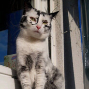 Steam Community :: rAsKu