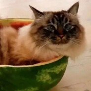 Steam Community :: melon