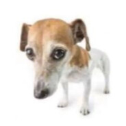 Steam Community :: timmy el perro sus