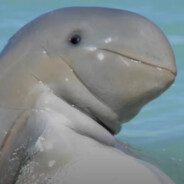 Steam Community :: AdolFin