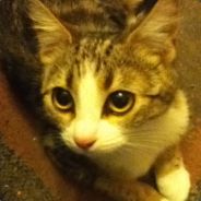 Steam Community :: Patapolis