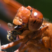 Steam Community :: realjame