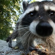 Steam Community :: crackoon