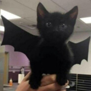 Steam Community :: gangatron