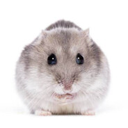 Steam Community :: Ter Sotiss