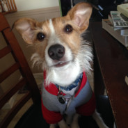 Steam Community :: Kalo_Fox