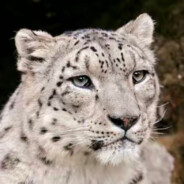 Steam Community :: Cheese Snow Leopard