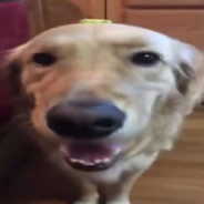 Steam Community :: BUTTA DOG