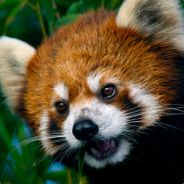 Steam Community :: Red Panda Express