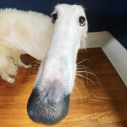 Steam Community :: Zoingus