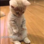 Steam Curator: Allah Fan Club