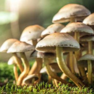 Steam Community :: An 8th Of Shrooms