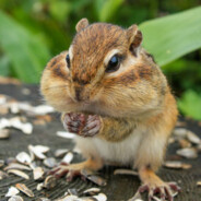 Steam Community :: Chick Monk