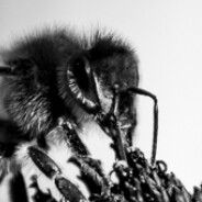 Steam Community :: Captain