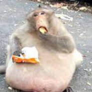 Steam Community :: Monkey