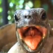 Steam Community :: Turtle