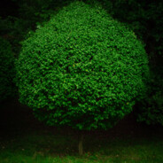 Steam Community :: The Talking Bush