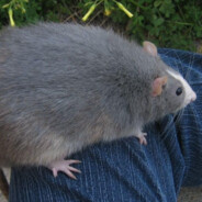 Steam Community :: Ben Rat