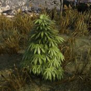 Steam Community :: Hemp clone