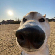 Steam Community :: pes patron