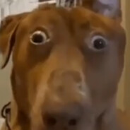 la perrona steam profile on Profilerr