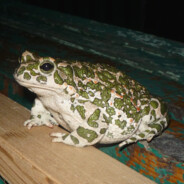 Steam Community :: Toad