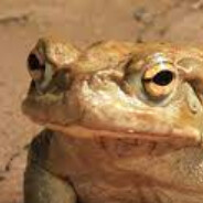 Steam Community :: Toad