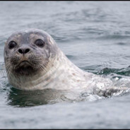 Steam Community :: knubbsäl