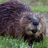 Steam Community :: beaver