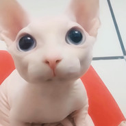 Steam Curator: Bingus Appreciation Club