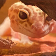 Steam Community :: ๖ζ͜͡L𝓮𝔁𝓪