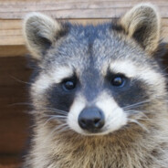 Steam Community :: .HΛTE Rizz