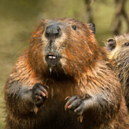 Steam Community :: BOBER_HARD