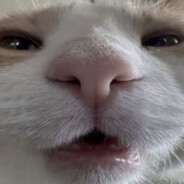 Steam Community :: Zaza Cat