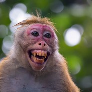 Steam Community :: MaKaKa