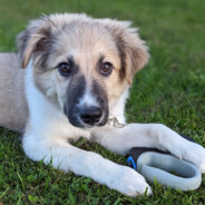 Steam Community :: Kondog