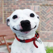 Steam Community :: Pat Fenis