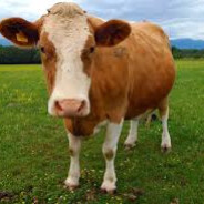 Steam Community :: Cow