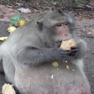 Steam Community :: gruba malpa wpierdalajaca kokosa