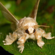 Steam Community :: Moth