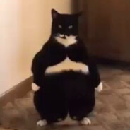 Steam Community :: Group :: fat black cat