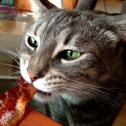 Steam Community :: bacon cat