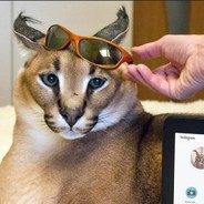 Steam Community :: Group :: floppa army